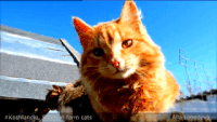 Arachnids GIFs - Get the best gif on GIFER
