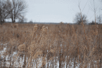 Prairie GIFs - Get the best gif on GIFER