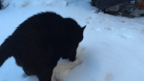 Gaaaaah GIFs - Get the best gif on GIFER