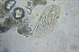 Microphotography GIFs - Get the best gif on GIFER