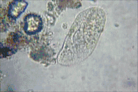 Paramecium GIFs - Get the best gif on GIFER