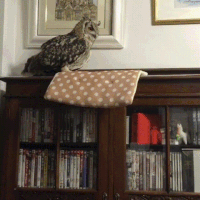 Uhu GIFs - Get the best gif on GIFER