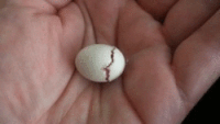 Hatching GIFs - Get the best gif on GIFER
