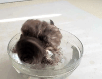 Racoons GIFs - Get the best gif on GIFER