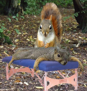 Squirell GIFs - Get the best gif on GIFER