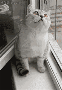Staring GIFs - Get the best gif on GIFER