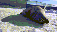 Seal GIFs - Get the best gif on GIFER