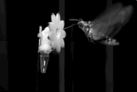 Mites GIFs - Get the best gif on GIFER