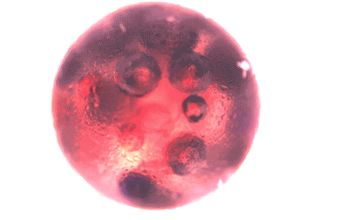 Emulsions GIF - Conseguir o melhor gif em GIFER