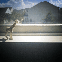 Windowsill GIFs - Get the best gif on GIFER