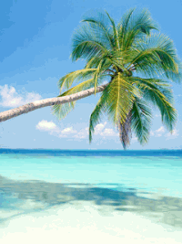 Baum GIFs - Get the best gif on GIFER