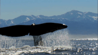 Whale GIFs - Get the best gif on GIFER