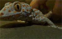 Gecko GIFs - Get the best gif on GIFER