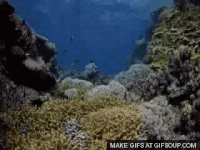 Coral GIFs - Get the best gif on GIFER