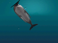 Dolphin GIFs - Get the best gif on GIFER