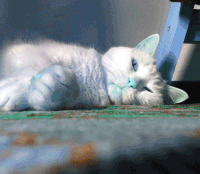Tender GIFs - Get the best gif on GIFER