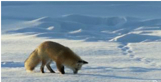 Swan dive GIFs - Get the best gif on GIFER