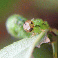 Larva GIFs - Get the best gif on GIFER