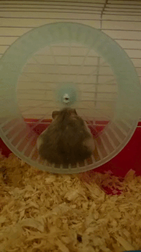 Cardio GIFs - Get the best gif on GIFER