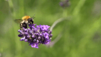 Bees GIFs - Get the best gif on GIFER