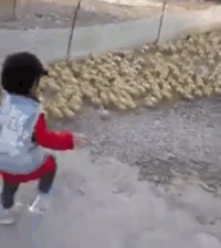 Ducklings GIFs - Get the best gif on GIFER