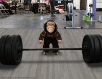Chimps GIFs - Get the best gif on GIFER