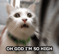 Catnip GIFs - Get the best gif on GIFER