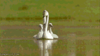 Swan GIFs - Get the best gif on GIFER