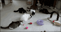Caos GIFs - Get the best gif on GIFER