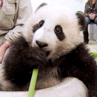 Panda GIF - Conseguir o melhor gif em GIFER