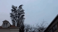 Flock GIFs - Get the best gif on GIFER