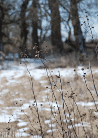 Prairie GIFs - Get the best gif on GIFER