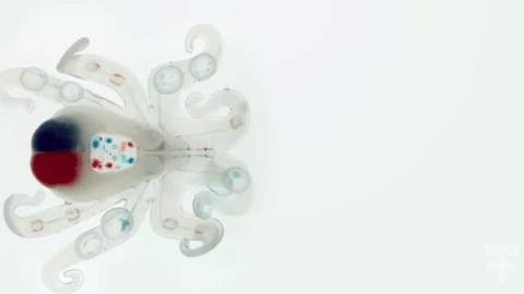 Ocotbot GIFs - Get the best gif on GIFER