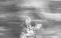 Purrfect GIFs - Get the best gif on GIFER