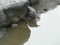 Herons GIFs - Get the best gif on GIFER