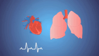 Lungs GIFs - Get the best gif on GIFER