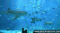 Aquarium GIFs - Get the best gif on GIFER