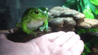 Amphibian GIFs - Get the best gif on GIFER
