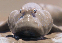 Mudskipper GIFs - Get the best gif on GIFER