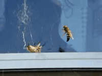 Wasp GIFs - Get the best gif on GIFER