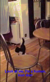 Durr GIFs - Get the best gif on GIFER