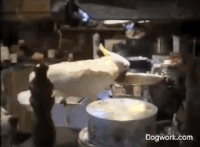 Cockatoo GIFs - Get the best gif on GIFER