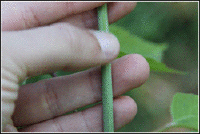 Acer GIFs - Get the best gif on GIFER