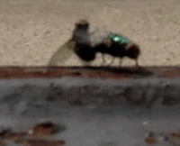 Flies GIFs - Get the best gif on GIFER