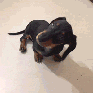 Dachshund GIFs - Get the best gif on GIFER
