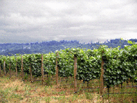 Vineyard GIFs - Get the best gif on GIFER