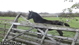 Cantering GIFs - Get the best gif on GIFER