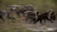 Hyena GIFs - Get the best gif on GIFER