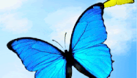 Butterflys GIFs - Get the best gif on GIFER