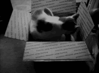 Catnip GIFs - Get the best gif on GIFER